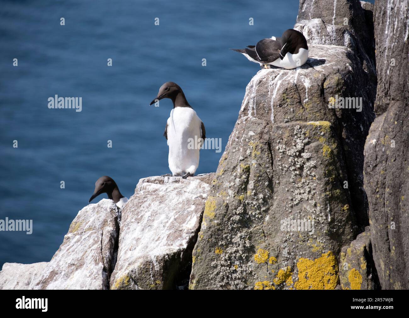 The beautiful nature reserve at the Scottish Isle of May Stock Photo ...