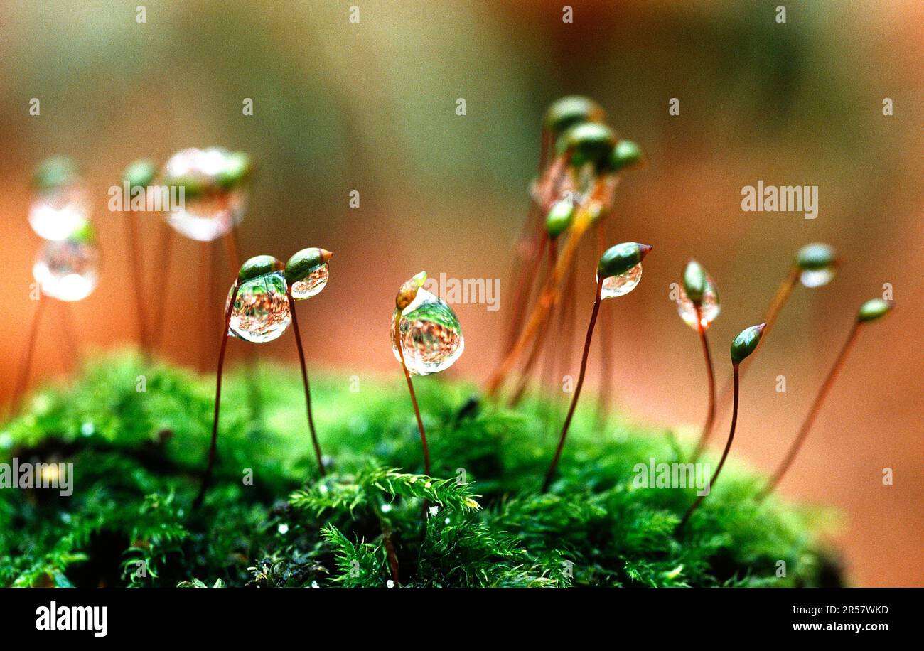 Moss, Water Drops, Dew Drops Stock Photo - Alamy