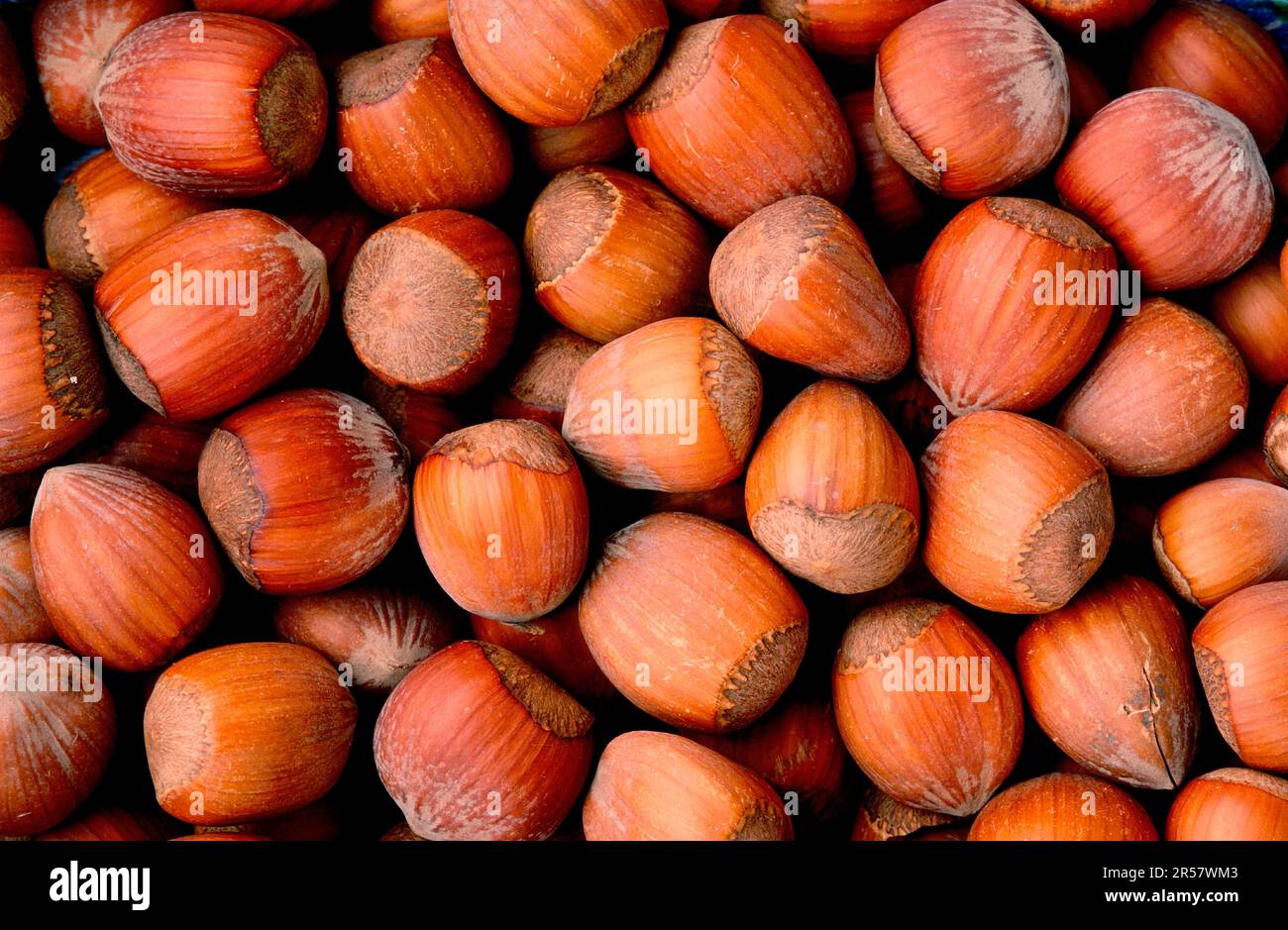 Hazelnuts, common hazel (Corylus avellana Stock Photo - Alamy
