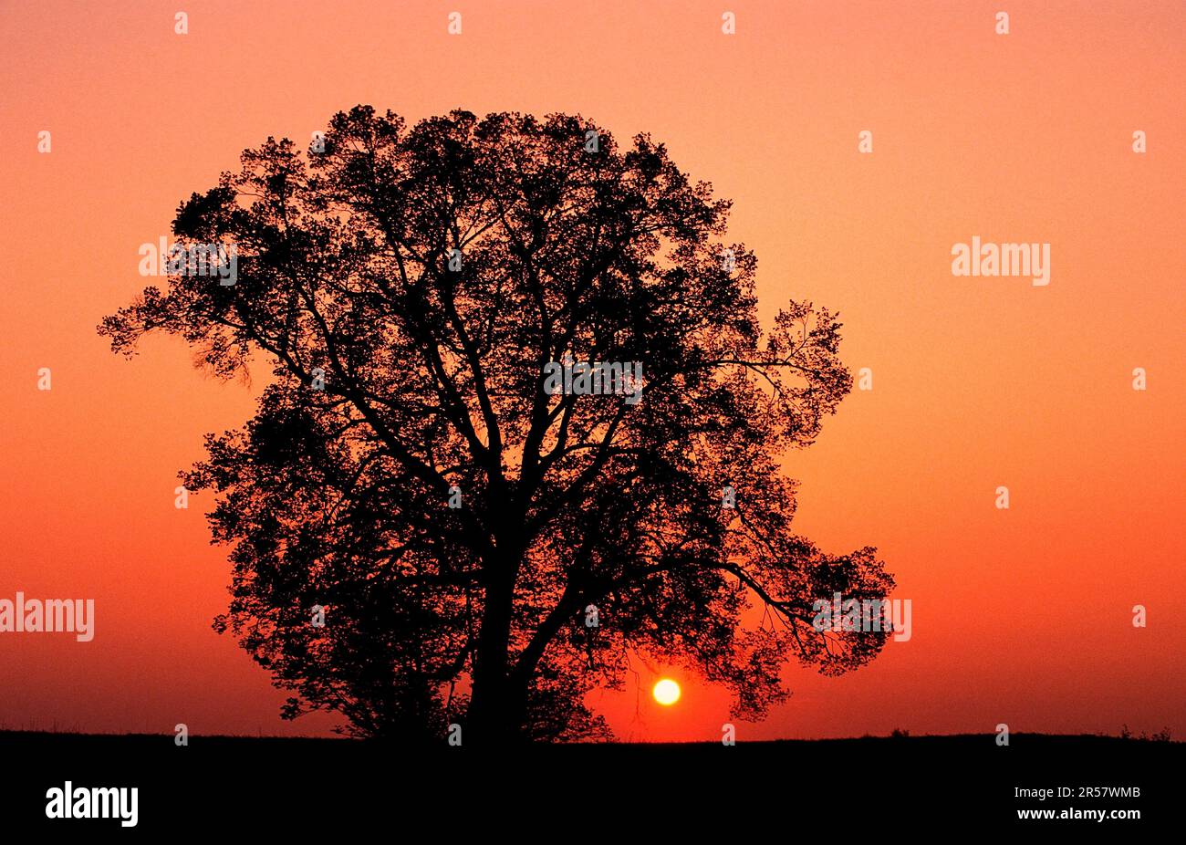 Evening red tree hi-res stock photography and images - Alamy