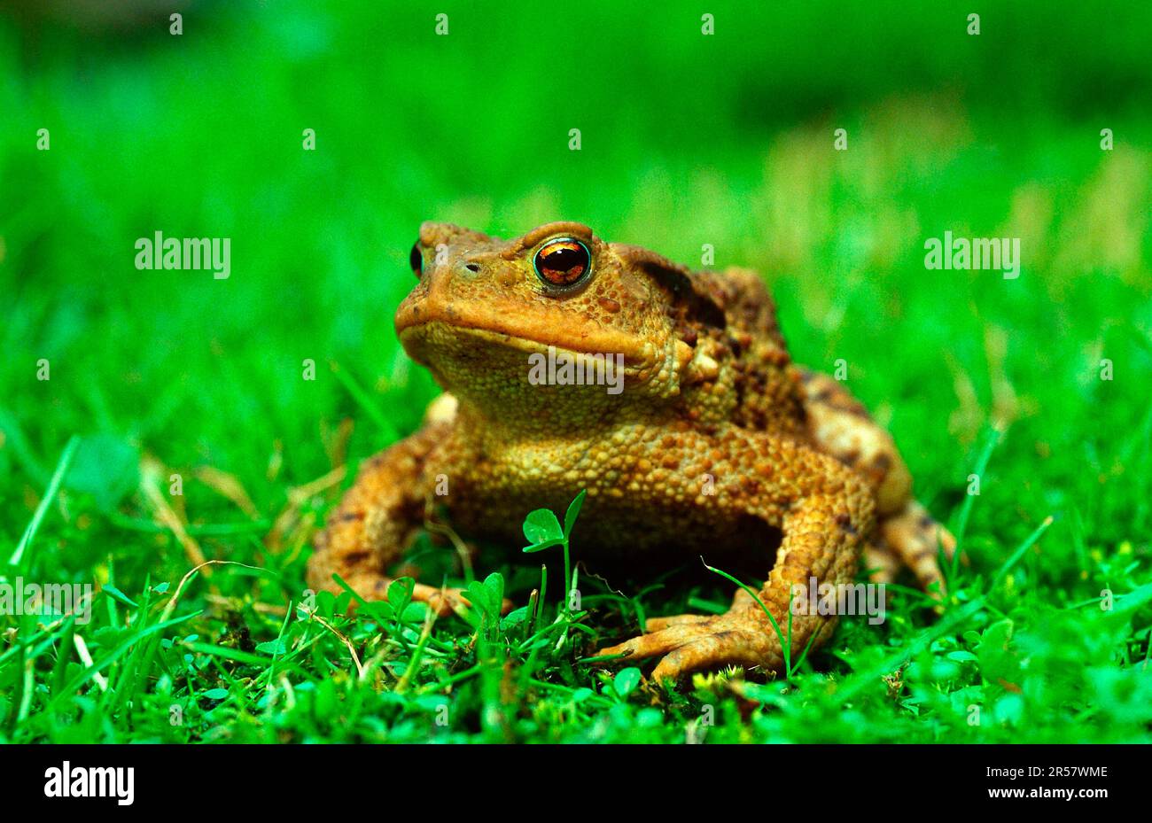 Photo frog spawn common hi-res stock photography and images - Alamy