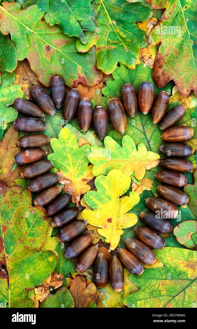 Acorns autumn leaves heart hi-res stock photography and images - Alamy