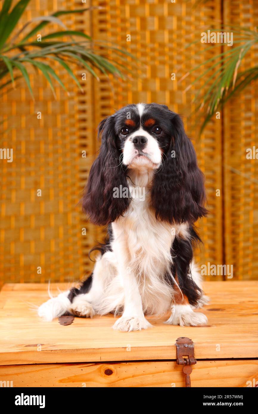 Cavalier King Charles Spaniel, male, tricolour Stock Photo - Alamy