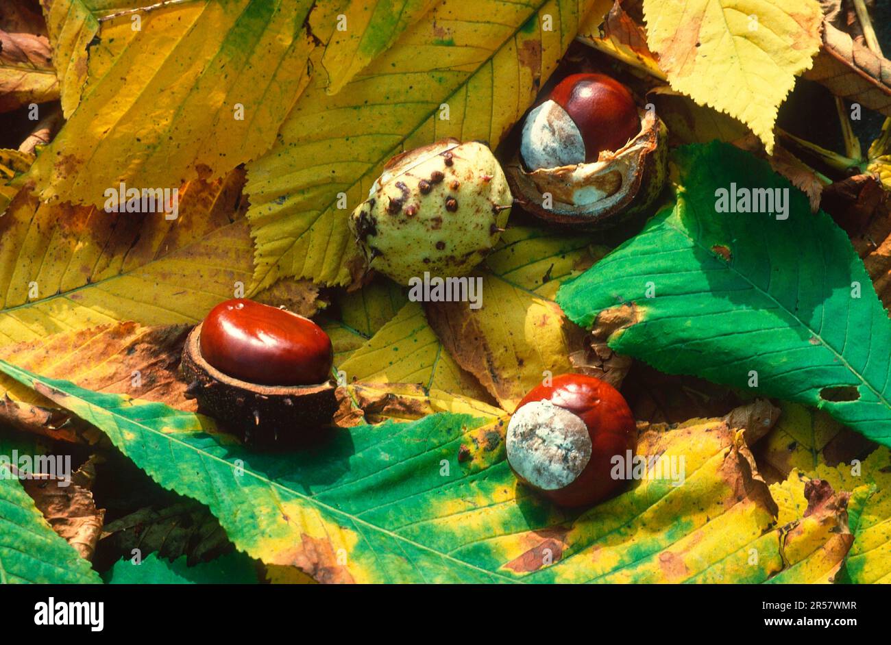 Horse chestnut autumn leaf hi-res stock photography and images - Alamy