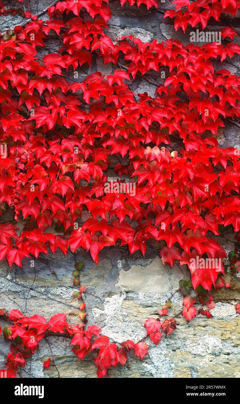 Vine leaves growing on a church wall Stock Photo - Alamy