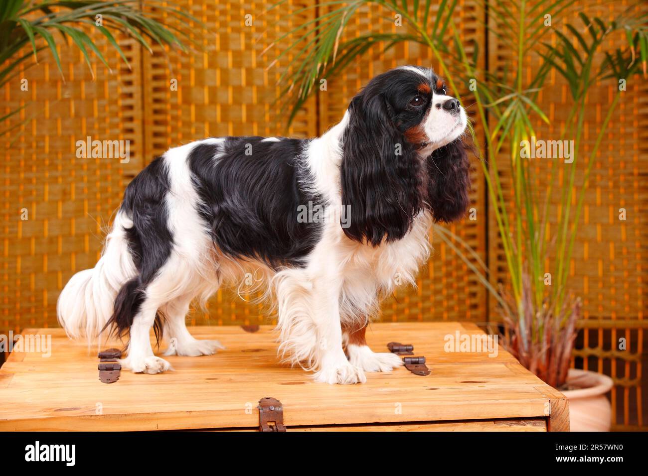 Cavalier King Charles Spaniel, male, tricolour Stock Photo - Alamy
