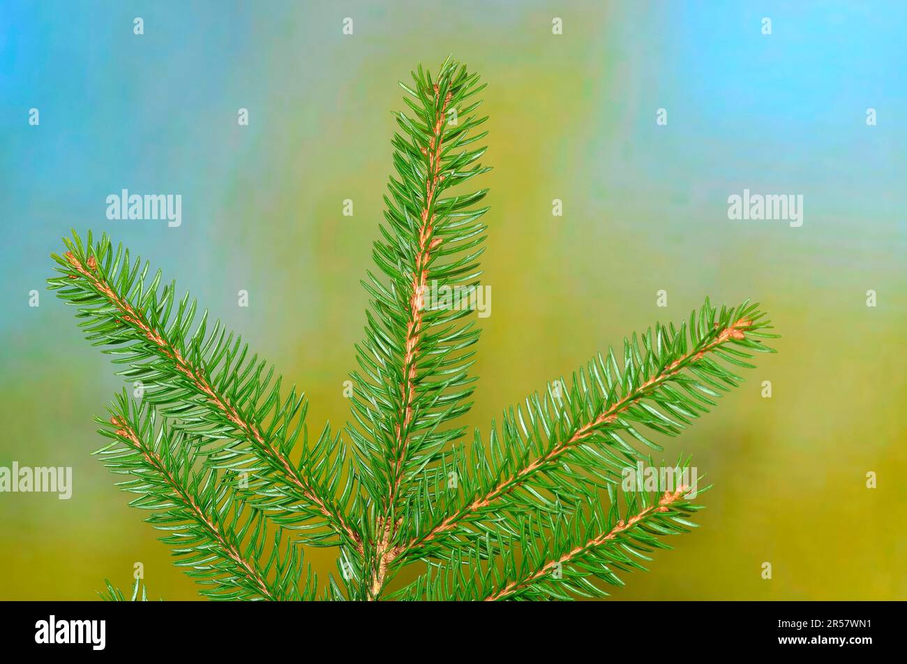 Spruce (Picea), branch, coniferous tree Stock Photo - Alamy