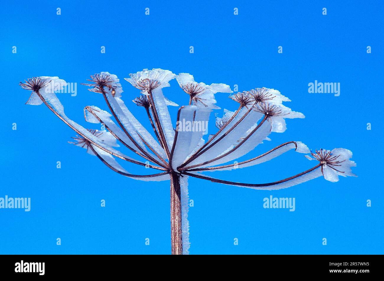 Umbel structure hi-res stock photography and images - Alamy