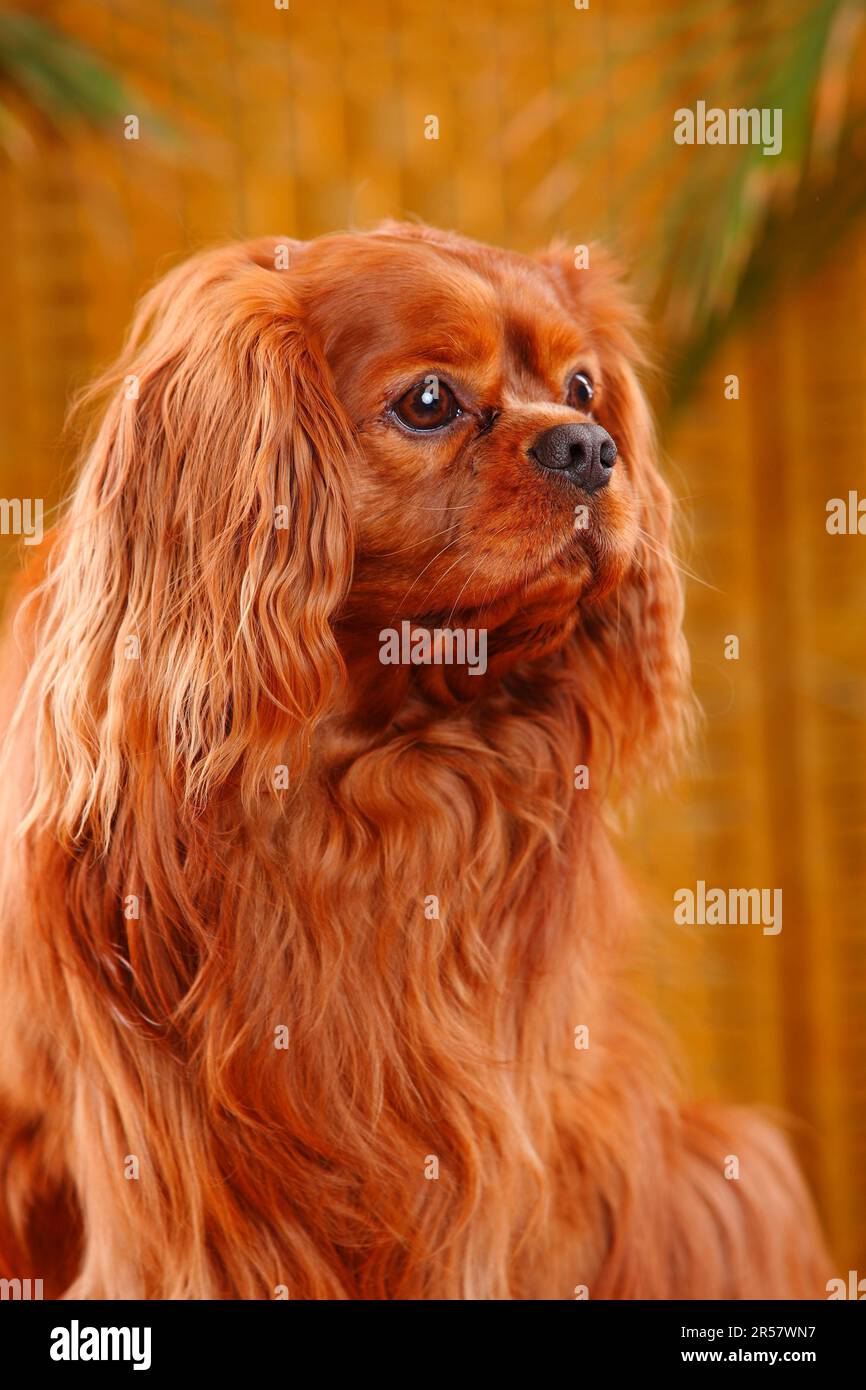 Cavalier King Charles Spaniel, male, ruby red Stock Photo - Alamy