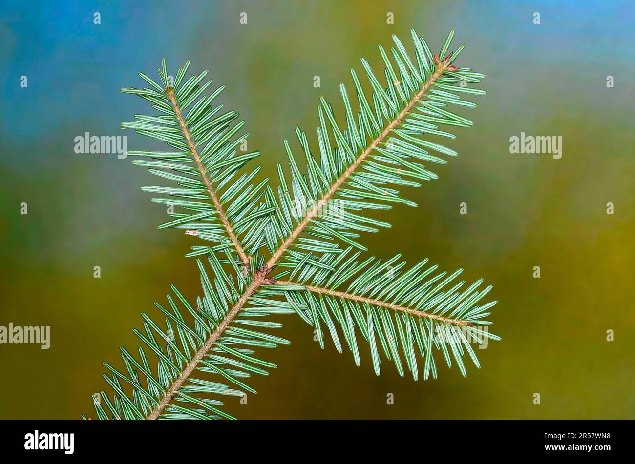 Silver fir branch hi-res stock photography and images - Alamy