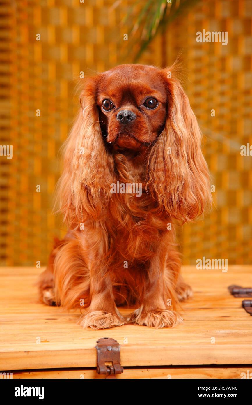 Cavalier King Charles Spaniel, male, ruby red Stock Photo - Alamy