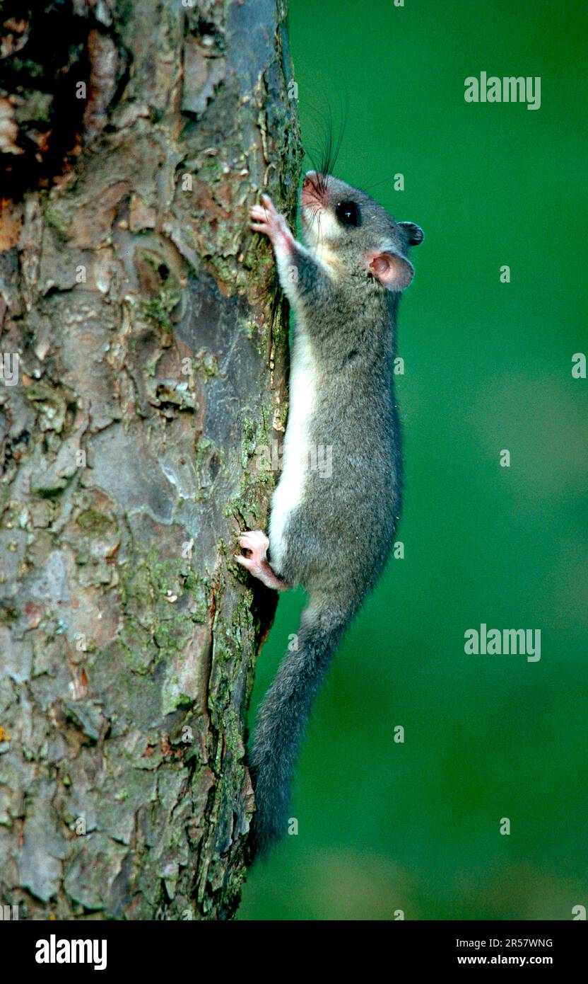 Siebenschläfer Glis Glis