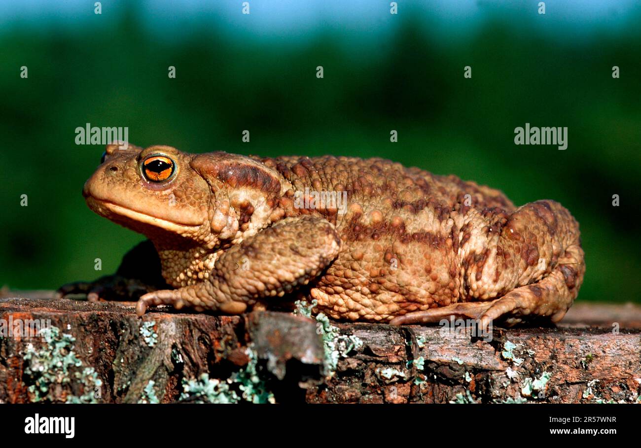 Head shot two common hi-res stock photography and images - Alamy