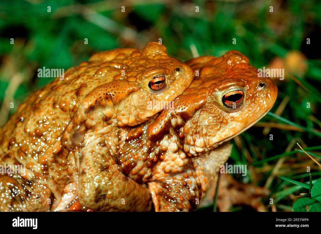 Common toad (bufo bufo), mating, mating season Stock Photo - Alamy