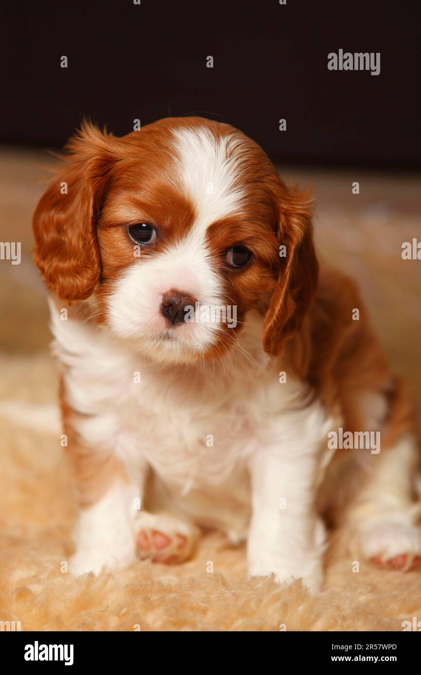 Cavalier King Charles Spaniel, puppy, Blenheim, 5 weeks Stock Photo - Alamy