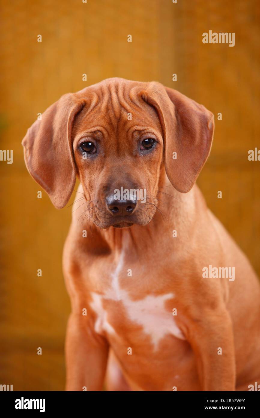 Rhodesian Ridgeback, puppy, 10 weeks Stock Photo - Alamy