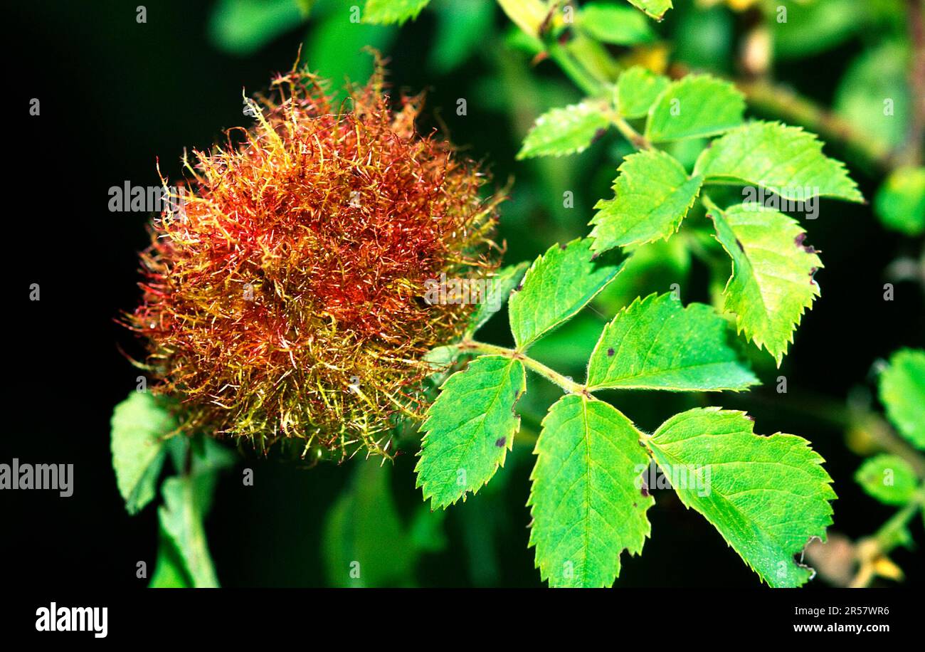 Rose gall wasp (Diplolepis rosae Stock Photo - Alamy