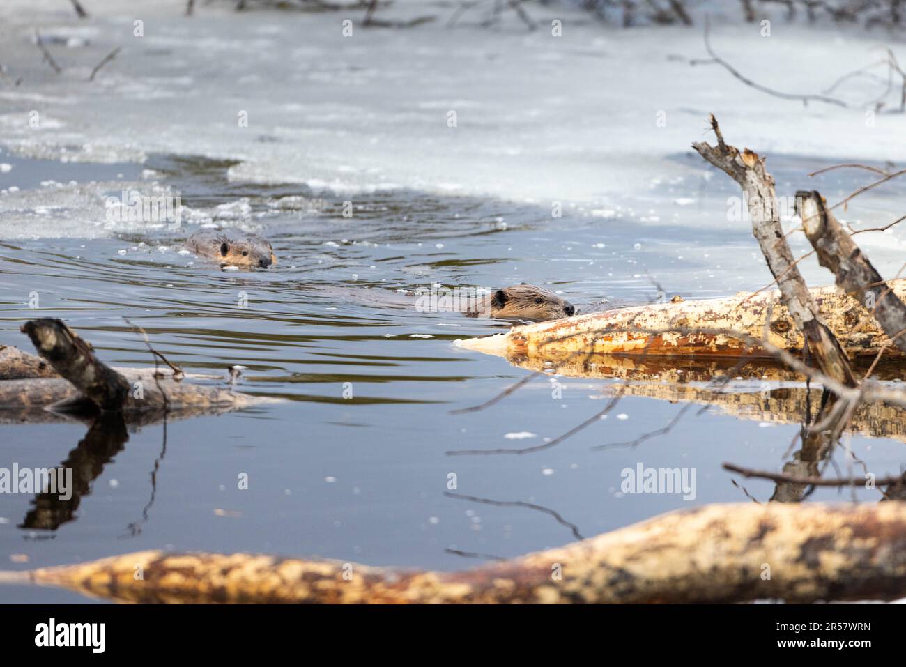 A pair of beavers swimming past ice toward logs for feeding. Grand ...