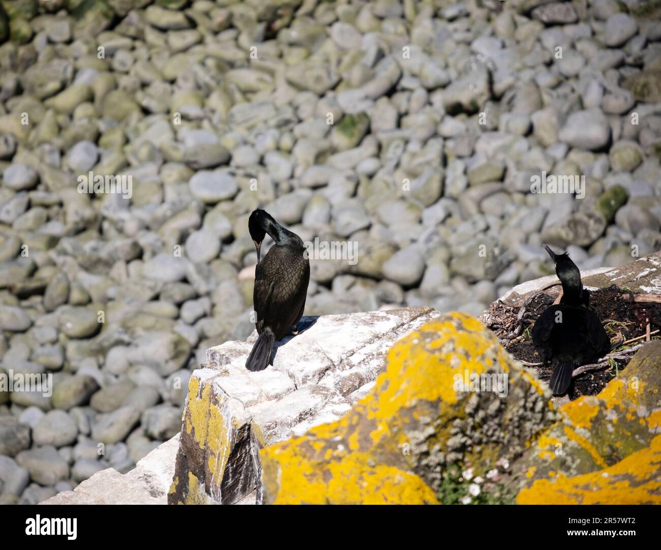 The beautiful nature reserve at the Scottish Isle of May Stock Photo ...