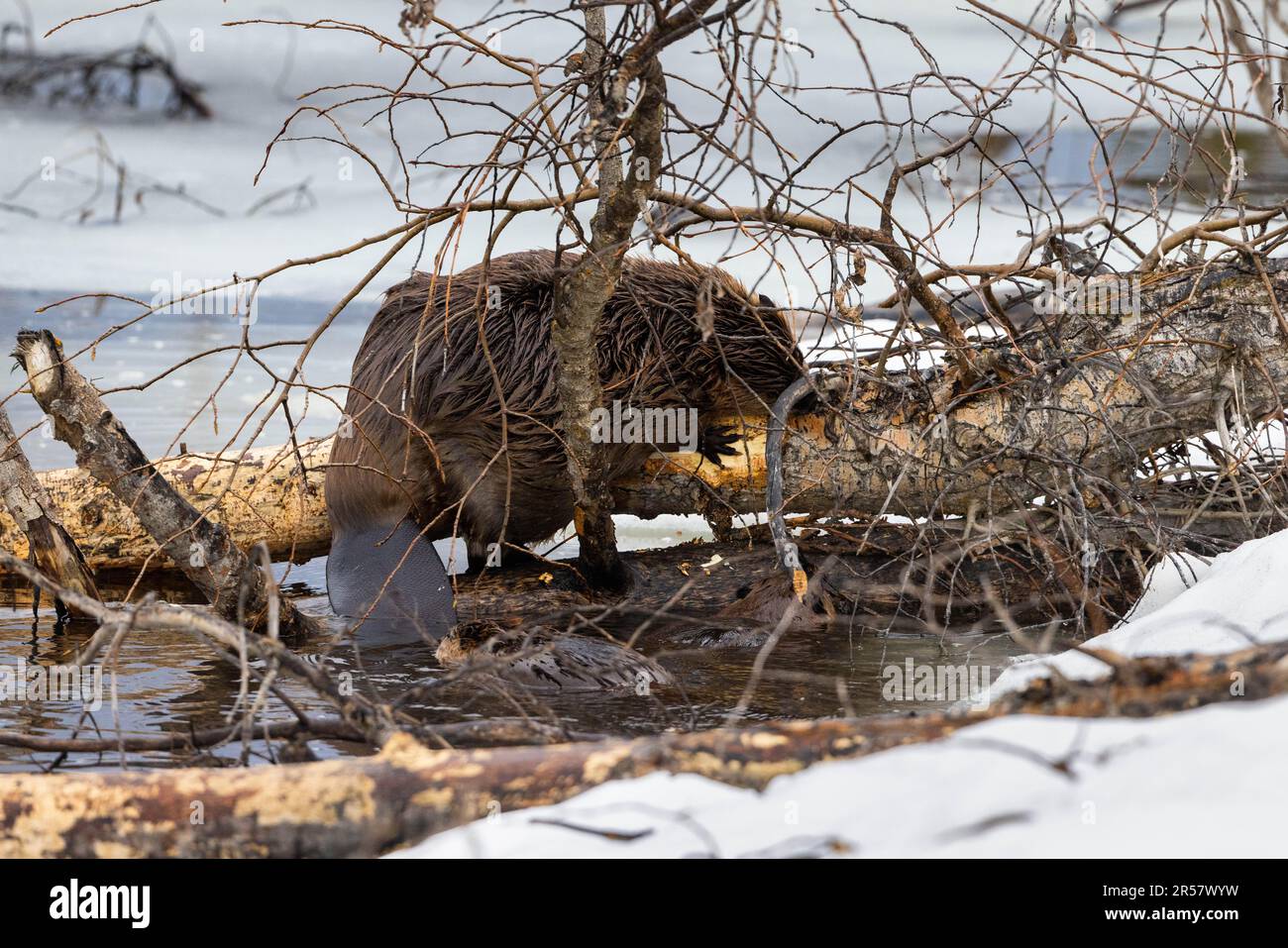 A trio of beavers feeding on a felled log partially in their pond ...