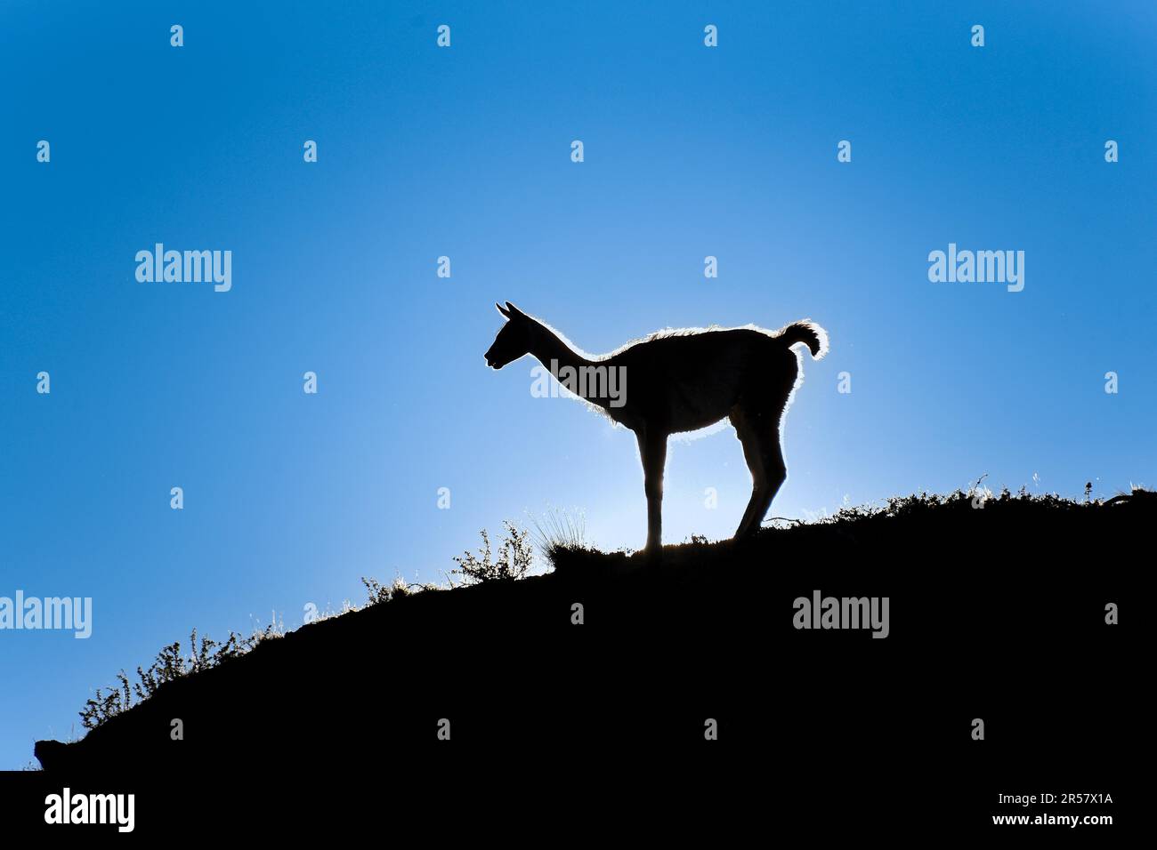 Guanaco (Llama guanicoe) silhouetted against the sky, Torres del Paine ...
