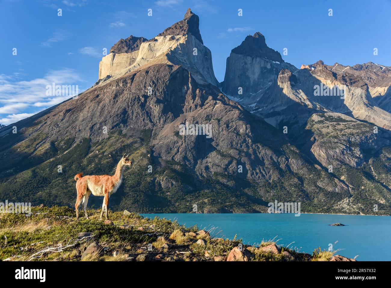 Guanaco (Llama guanicoe) on mountain top in front of the cuernos, the ...