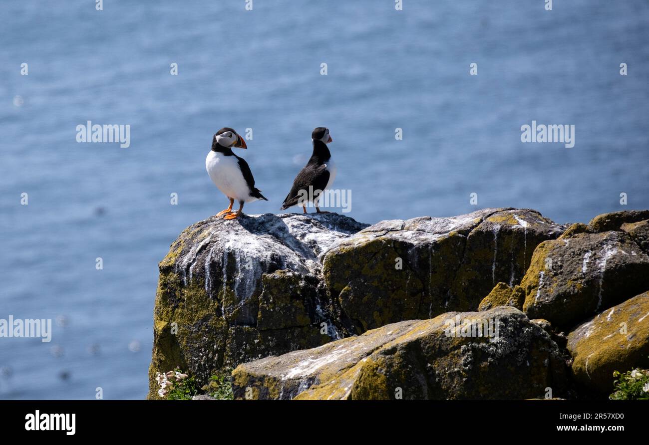 Puffins at the beautiful nature reserve at the Scottish Isle of May,UK ...