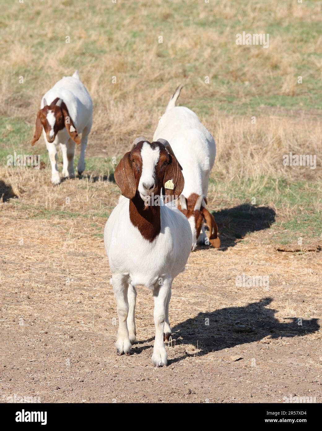 Pierce college agriculture hi-res stock photography and images - Alamy