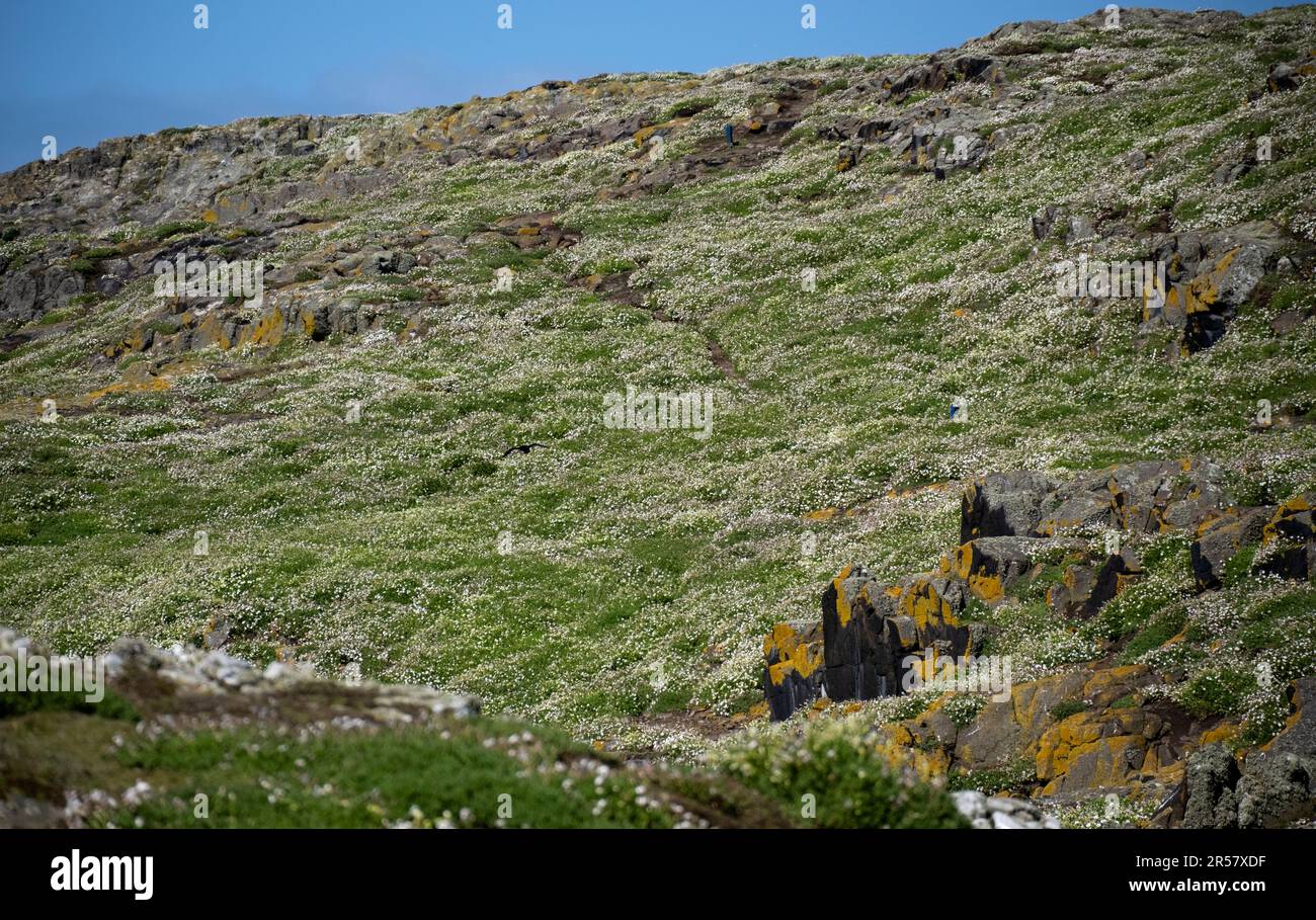 The beautiful nature reserve at the Scottish Isle of May Stock Photo ...