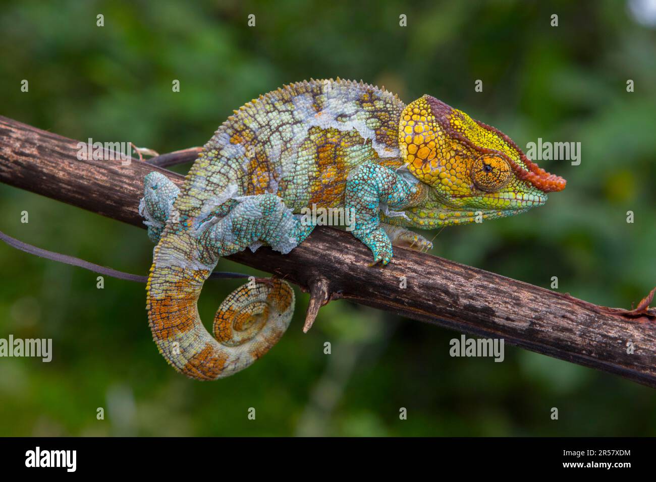 Variegated chameleon (Calumma crypticum) near Ambositra, male, central ...