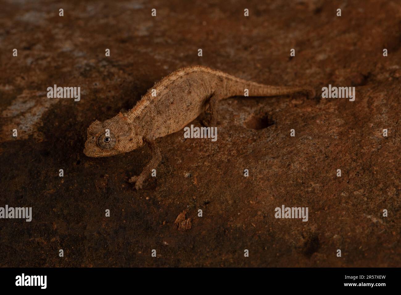 Chameleon on ground hi-res stock photography and images - Alamy