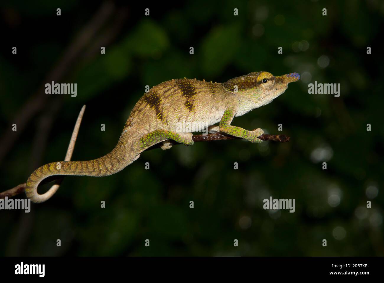 Male chameleon (Calumma linotum) on branch, male with blue nose, in the ...