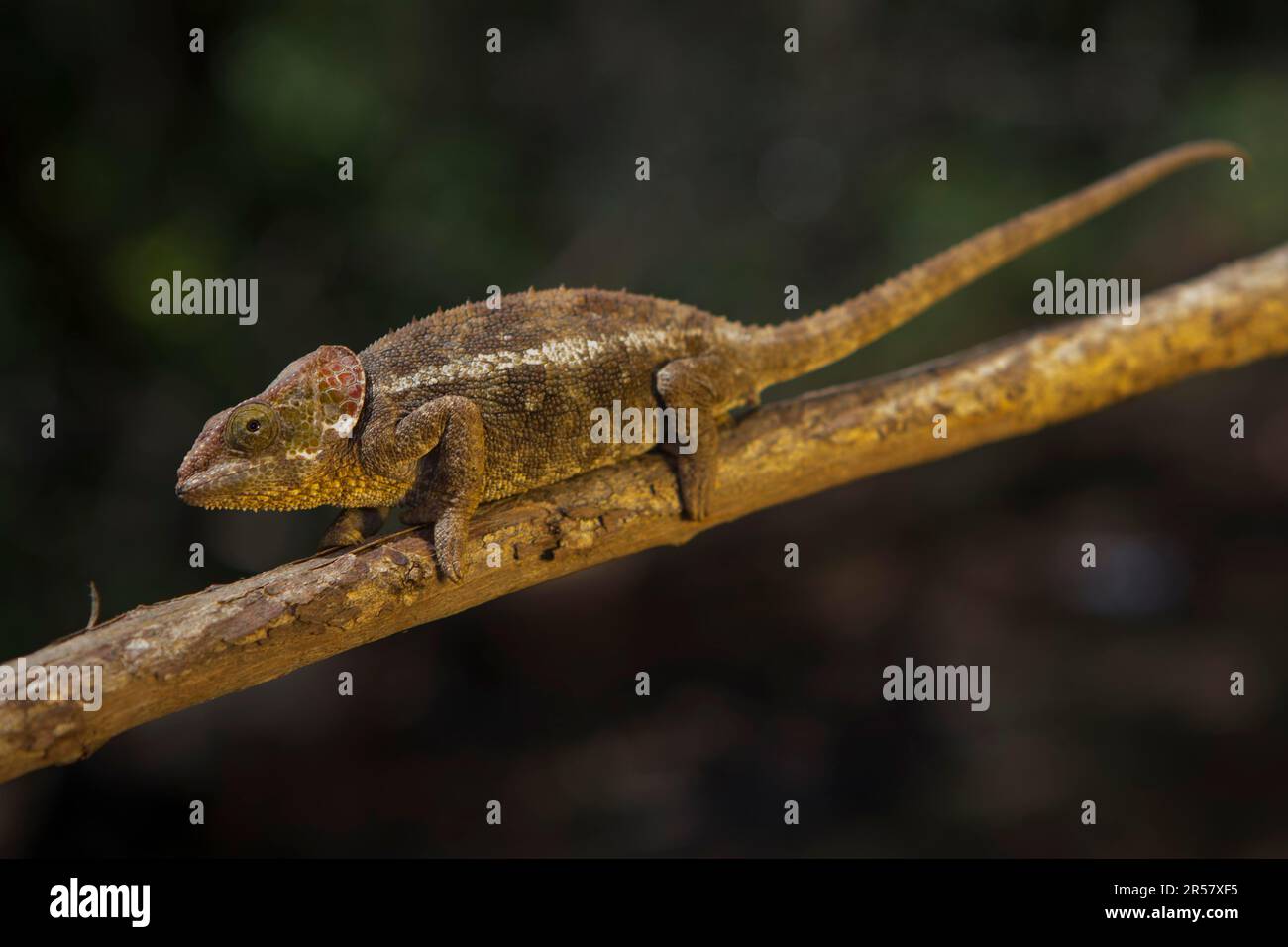 Chameleon (Calumma crypticum) near Ambositra, female, central highlands ...