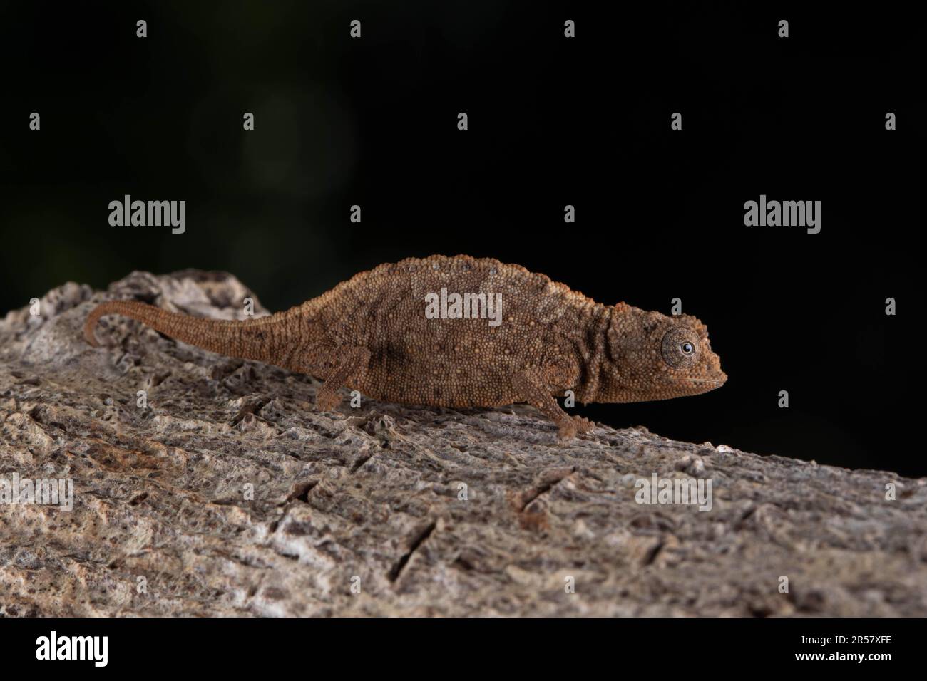 Ankarana ground chameleon (Brookesia confidens), very rare, on rock in ...