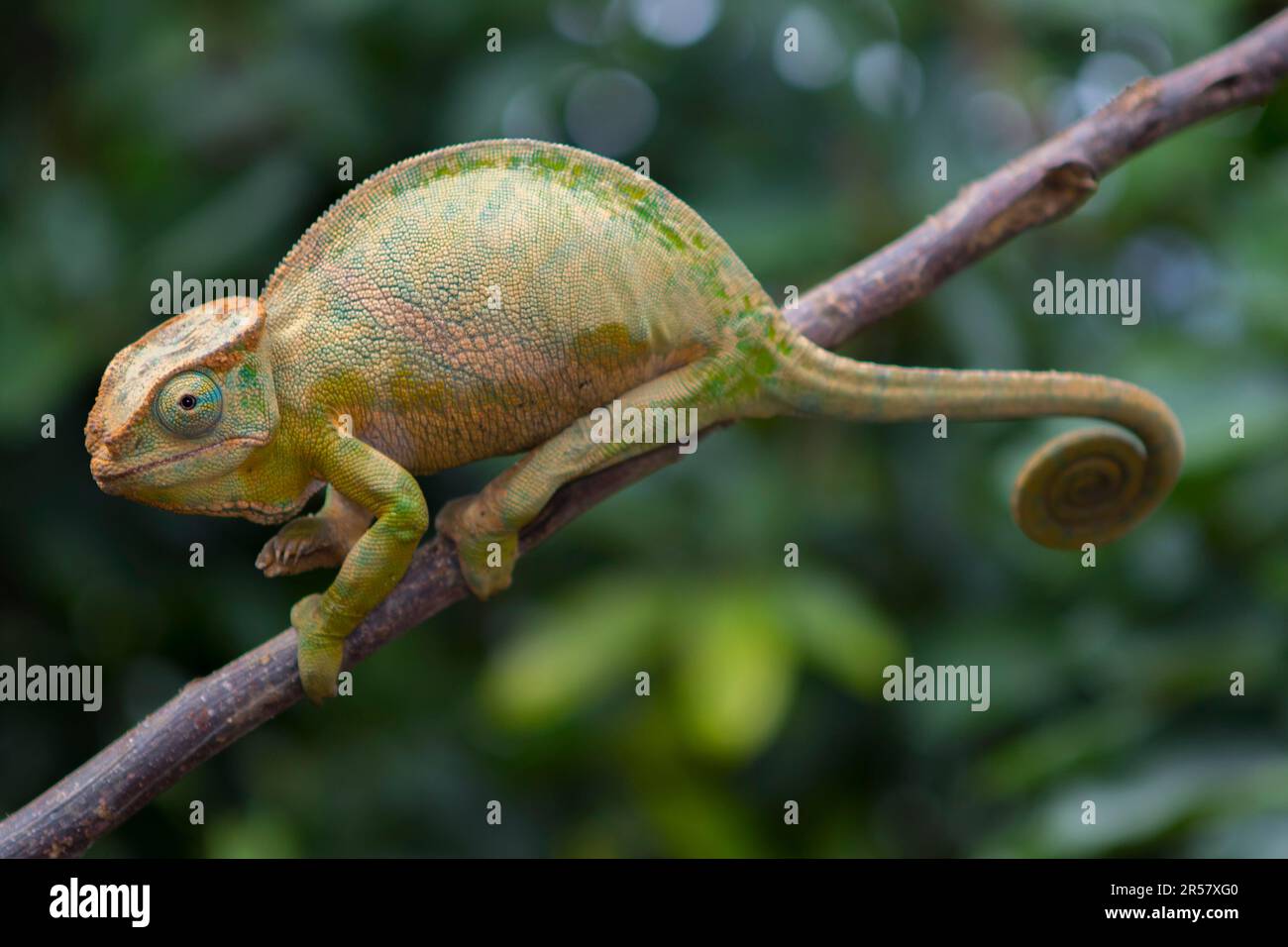Two-striped chameleon (Furcifer balteatus), female, On branch in ...