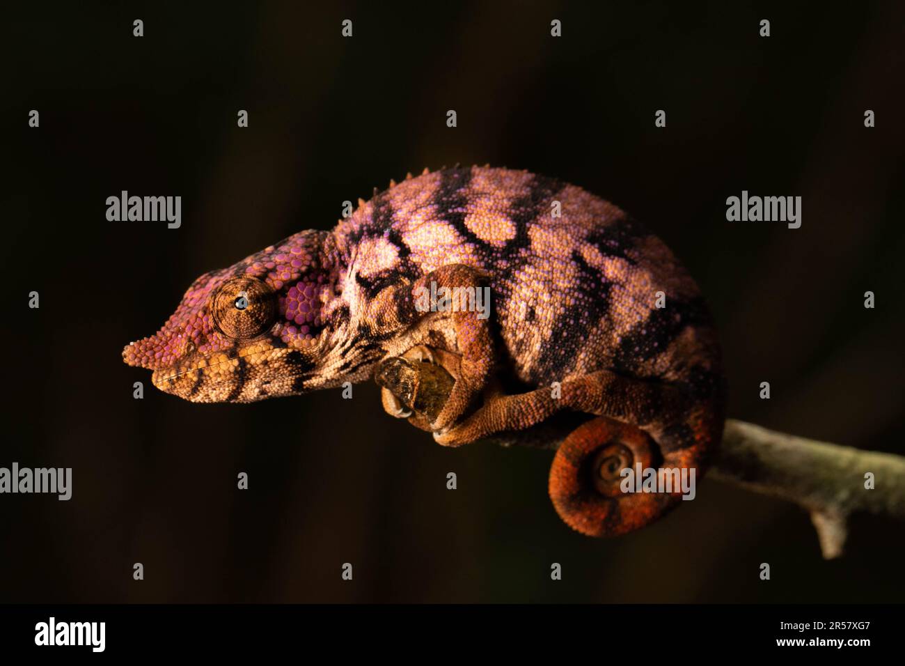 Female rhinoceros chameleon (Furcifer rhinoceratus), on branch in dry ...