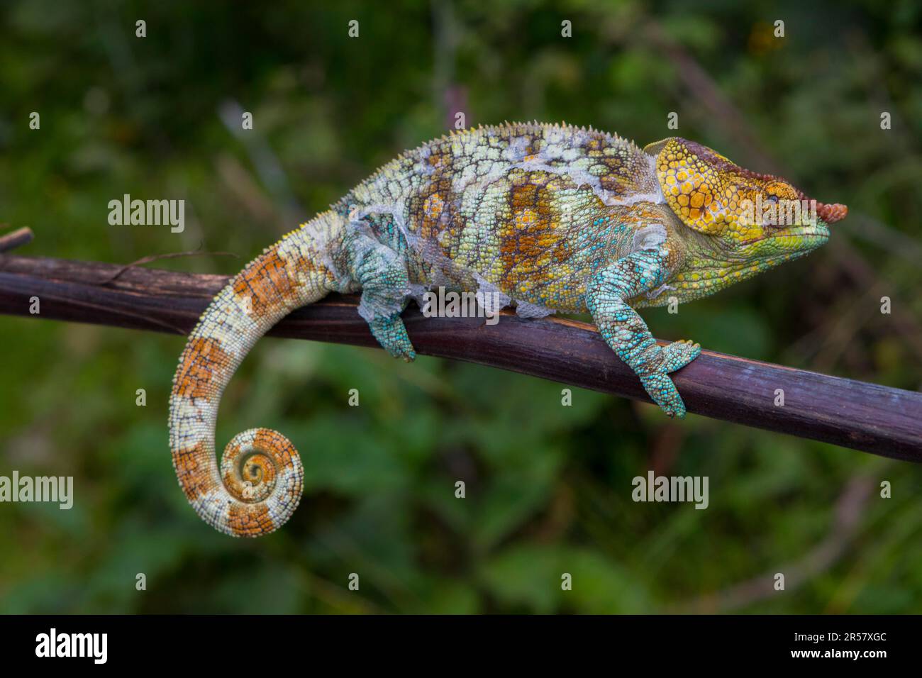 Variegated chameleon (Calumma crypticum) near Ambositra, male, central ...