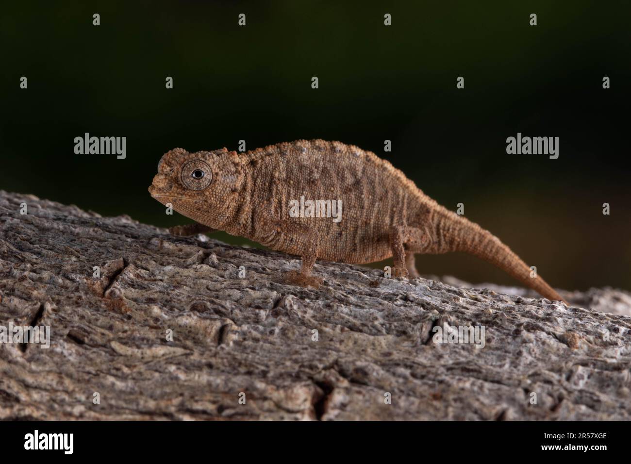 Ankarana ground chameleon (Brookesia confidens), very rare, on tree ...