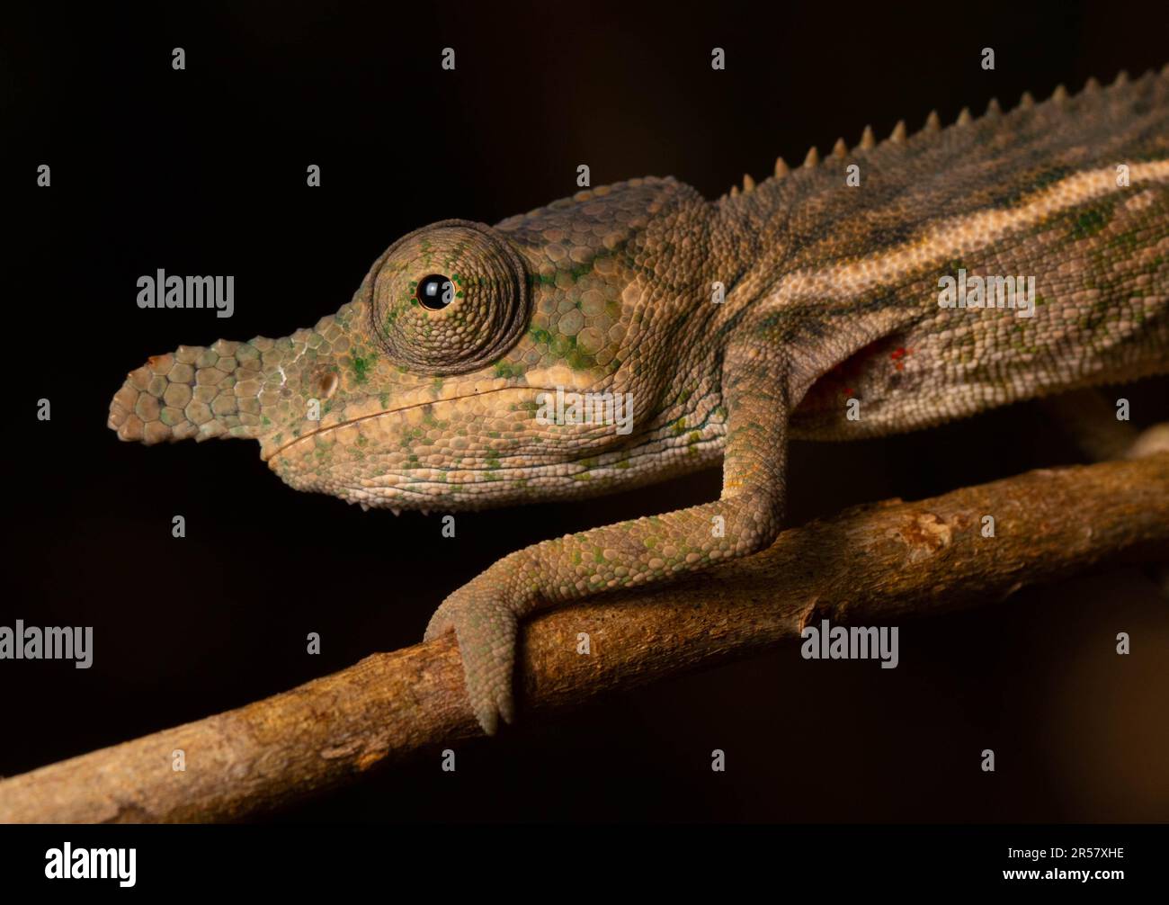 Male rhinoceros chameleon (Furcifer rhinoceratus), portrait, with mites ...