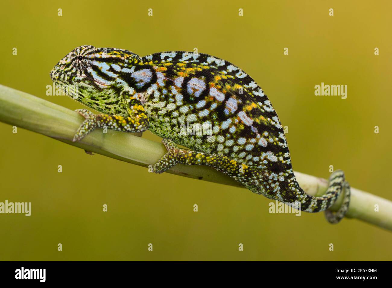 Jewel chameleon (Furcifer lateralis) on plant stem, female, pregnant ...