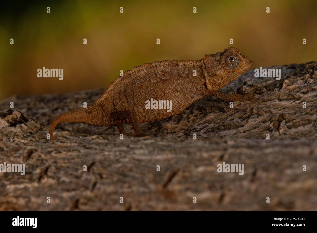 Ankarana ground chameleon (Brookesia confidens), very rare, on tree ...