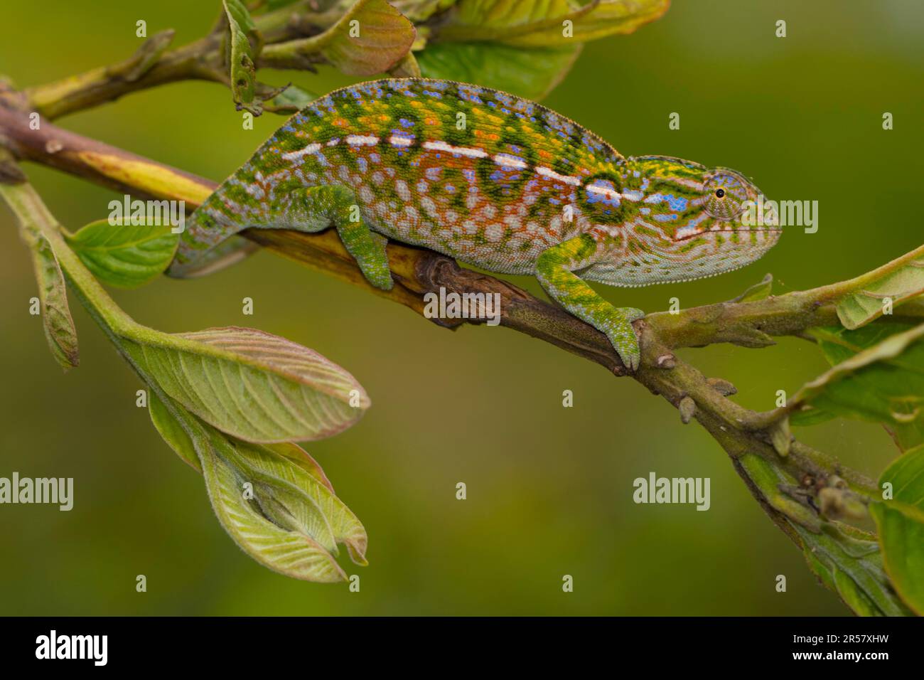 Jewel chameleon (Furcifer lateralis) on plant stem, female, pregnant ...