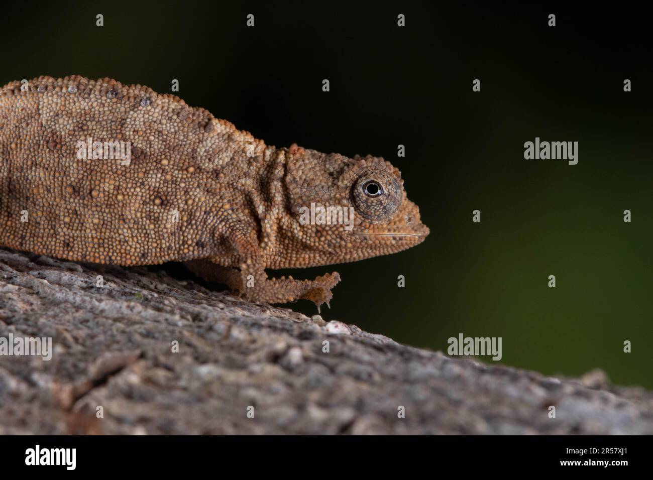 Ankarana ground chameleon (Brookesia confidens), very rare, on rock in ...