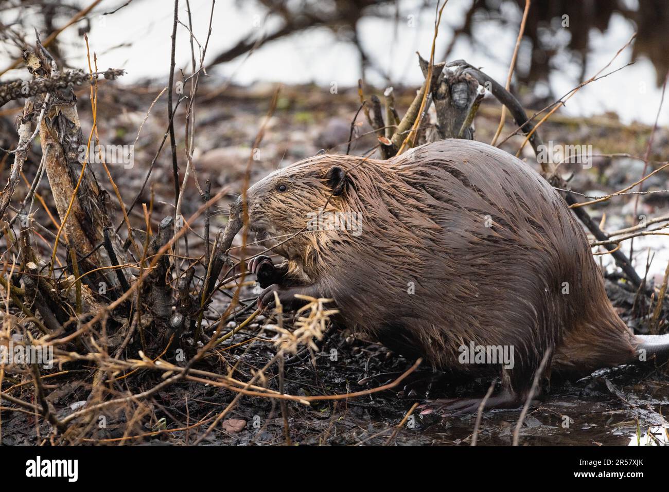 A beaver inspecting the base of a willow bush for potential food. Grand ...