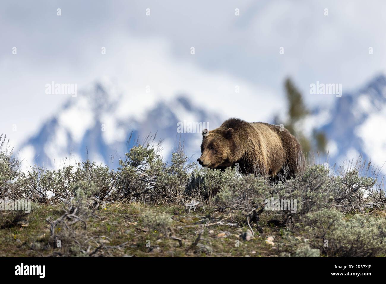 Grizzly Bear 610 walking along a ridgeline below the Teton Mountains ...