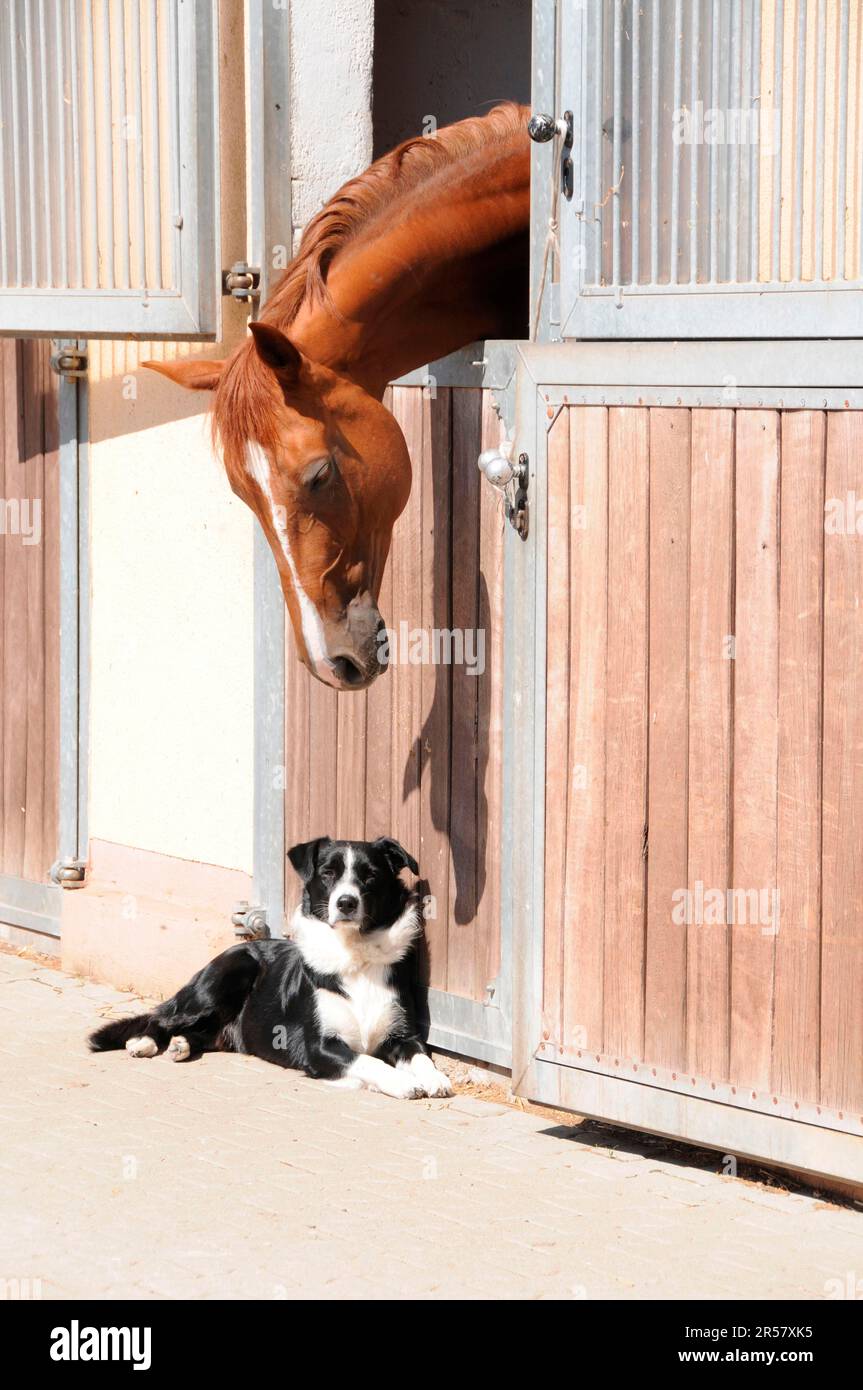 German warmblood looking out of stable door, at mixed-breed dog, box ...