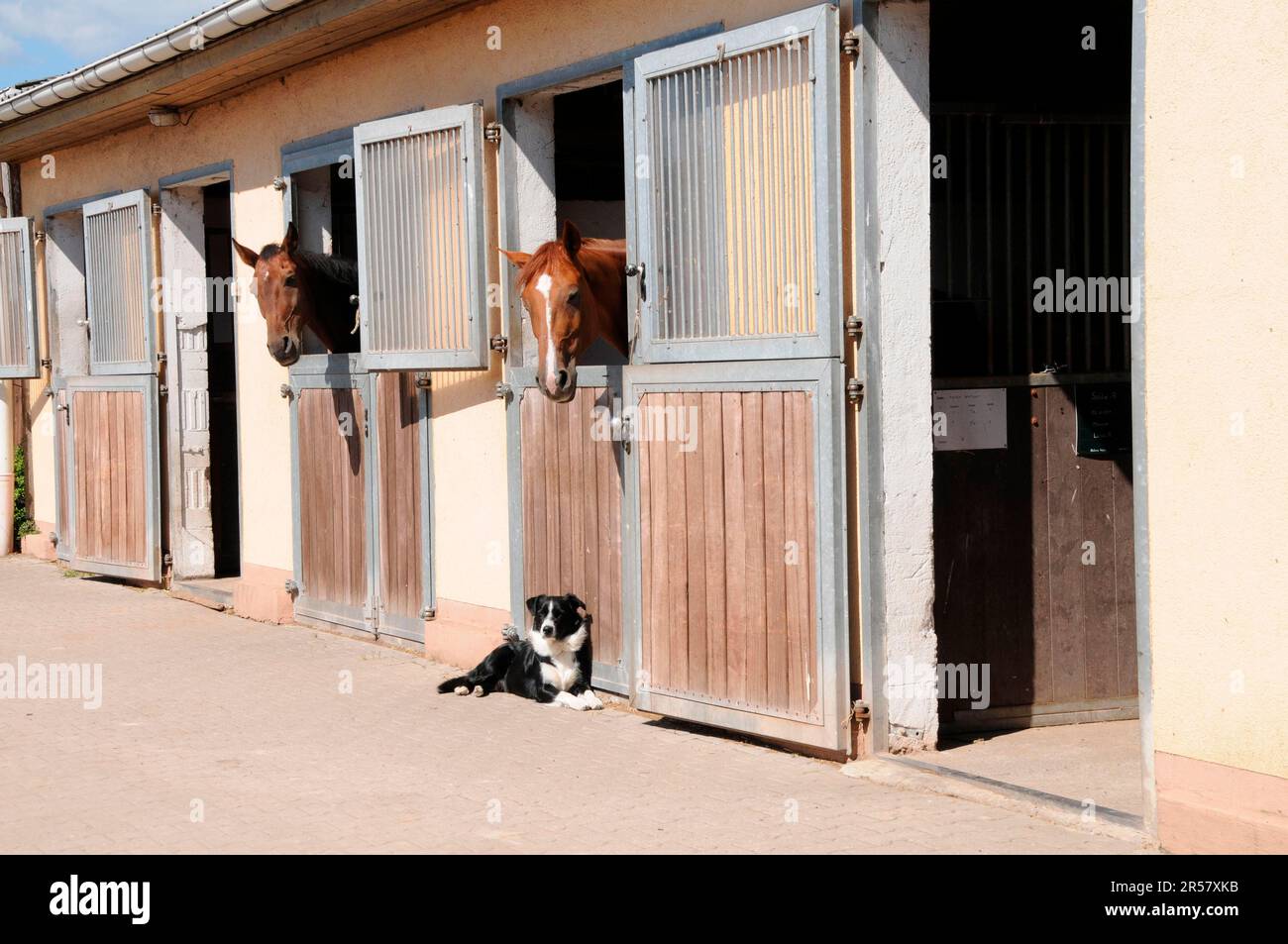 German warmblood looking out of stable door, mixed breed dog, pit stall ...