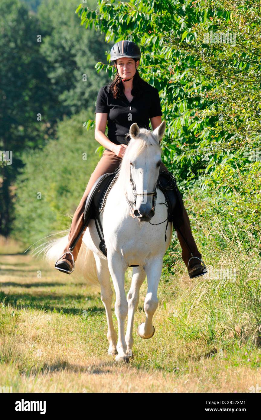 Cross country, woman with paso fino, mare, ride, riding out, woman ...
