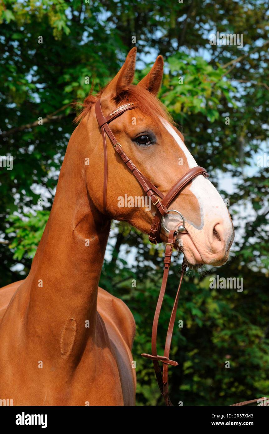 Dutch Warmblood, Walach, Riding Horse Bridle Stock Photo - Alamy