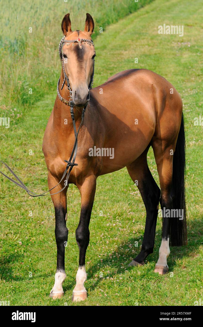 Achal-Tekkiner, stallion, dun, mane shorn, typical jewellery Stock ...